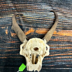 Trophy Pronghorn Antelope Skull Antler Mount Horn Head Unique Christmas ...