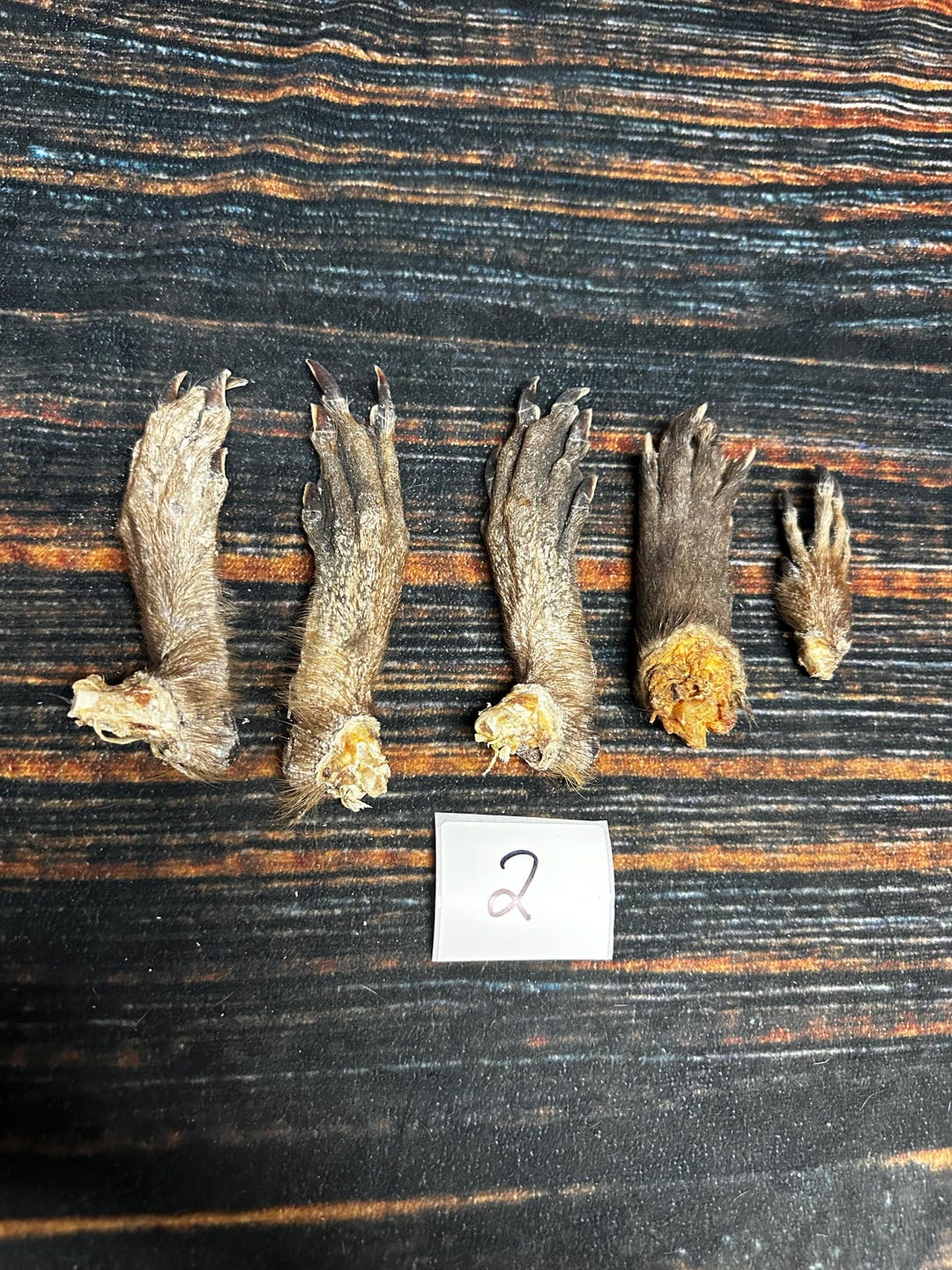 5 Real Nutria Tanned Cured Taxidermy Mount Repair Witchcraft Voodoo ...