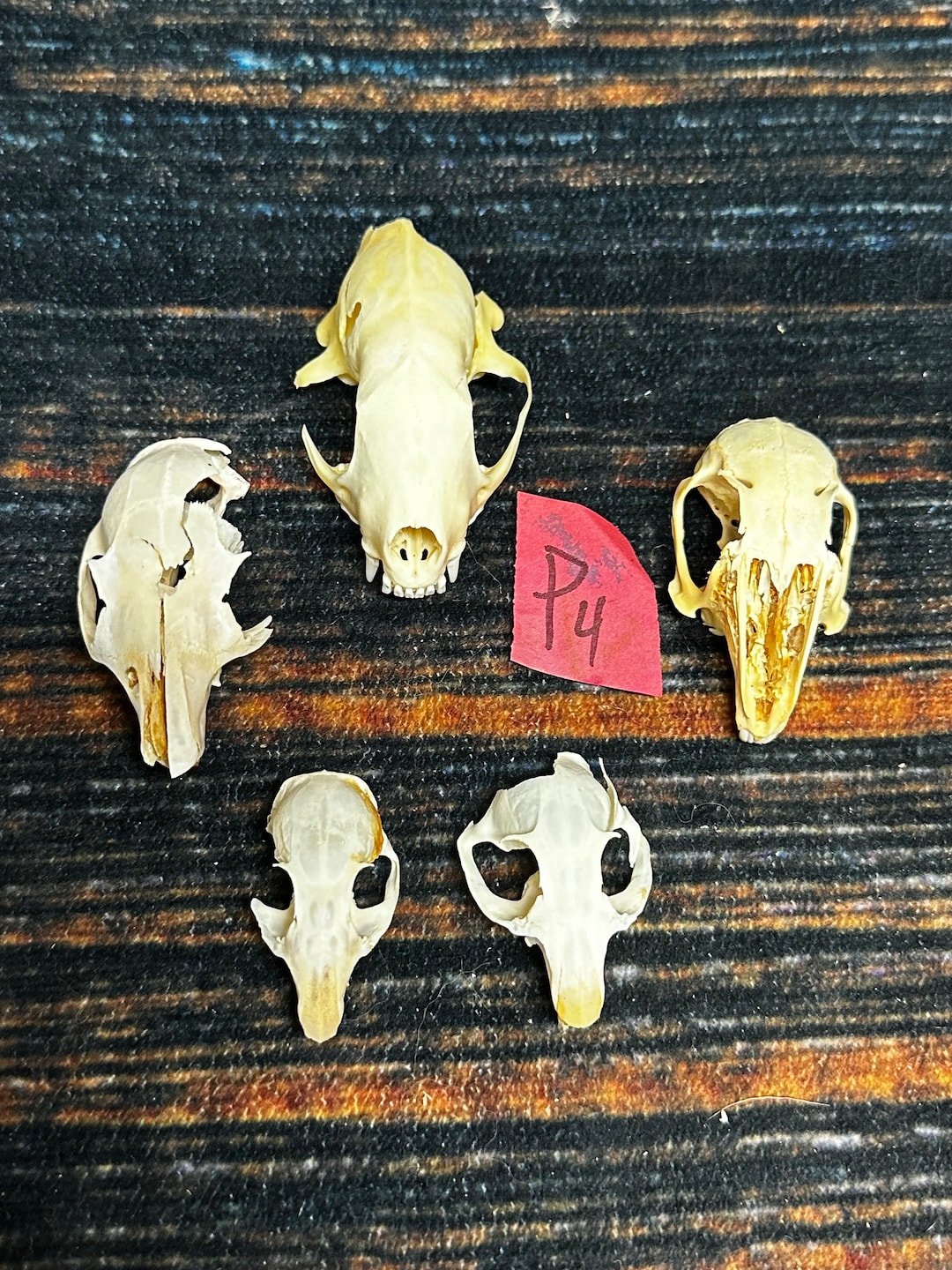 5 Real Animal Skulls Tops Squirrel Skunk Cottontail Rabbit Educational ...