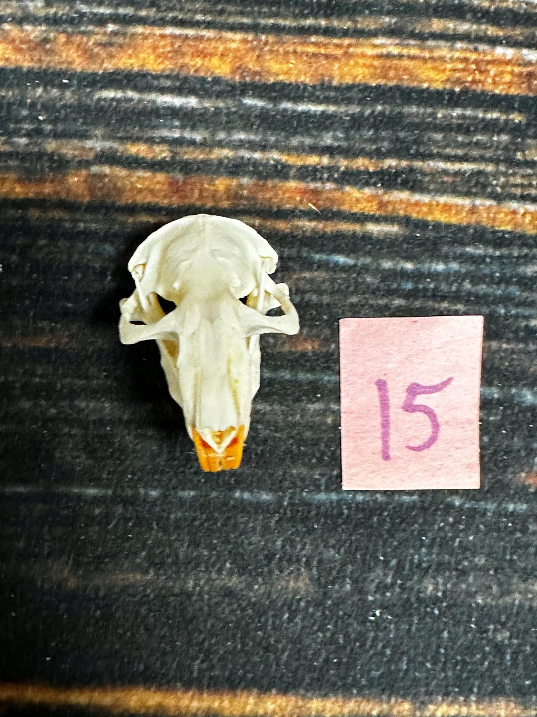 Real XL Pocket Gopher Skull Animal Mount Unique Birthday Gift Art ...