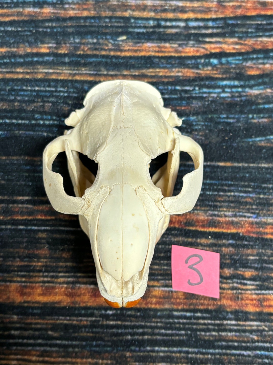 Real XXL Beaver Skull Gothic Unique Gift Halloween Witchcraft Cabin Man ...