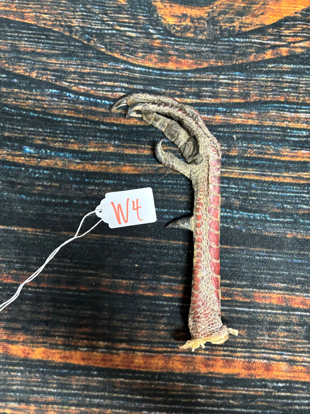 Real Wild Turkey Foot Taxidermy Mount Art Feet Voodoo Unique Christmas ...