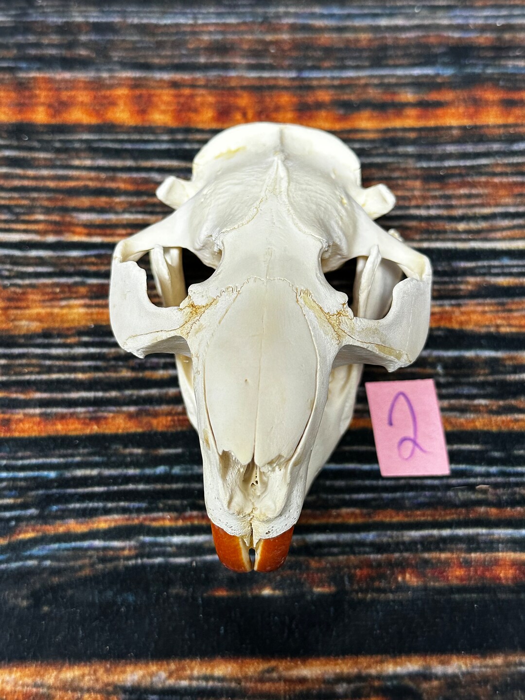 Real XXL Beaver Skull Gothic Unique Gift Halloween Witchcraft - Etsy