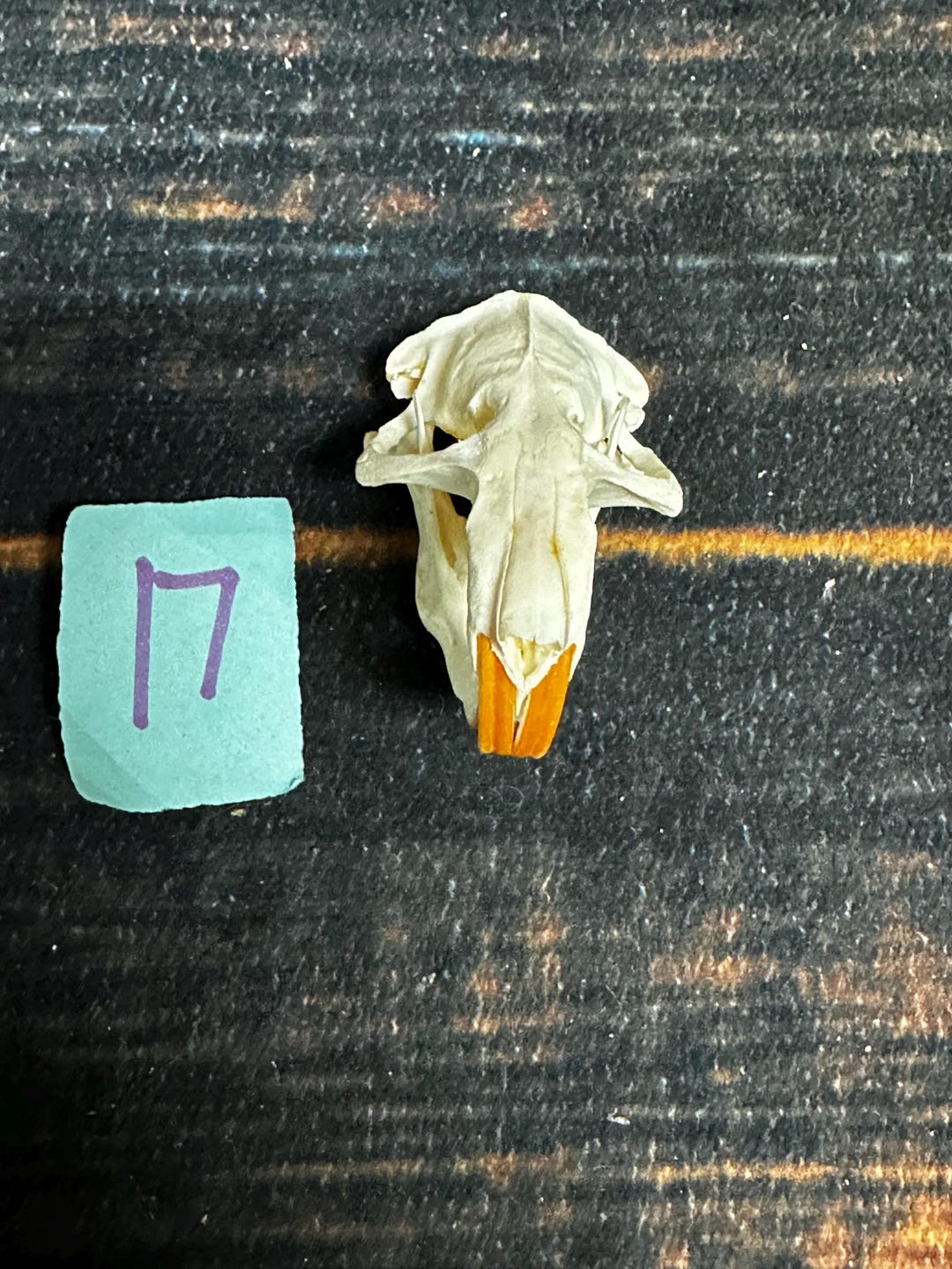 Real XL Pocket Gopher Skull Animal Mount Unique Birthday Gift Art ...