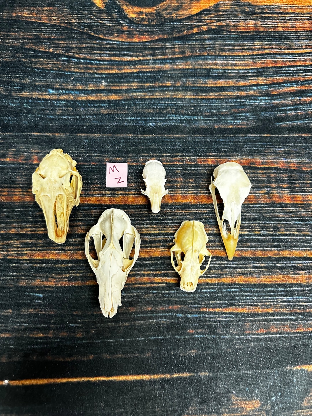 5 Real Animal Skulls Turkey Jackrabbit Opossum Educational Model Garden ...