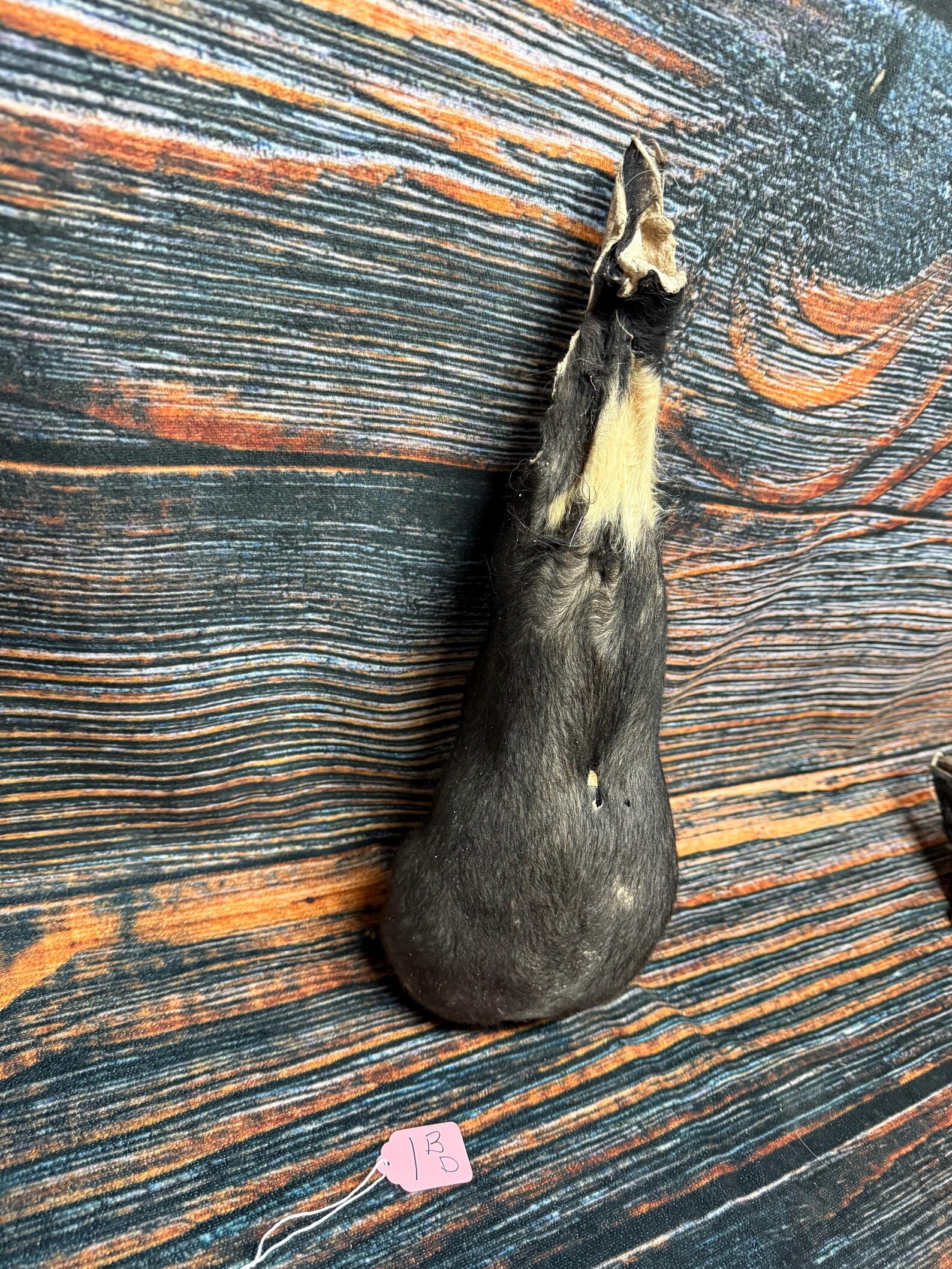 XXXL BULL Scrotum Oddities HUGE Ball Bag Unique Gift Odd Nut Sack Black ...