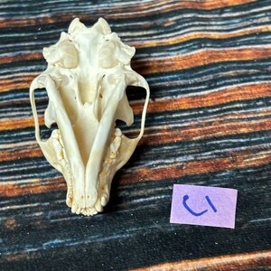 Real Female Fisher Skull Bone Animal Mount Odd Unique Christmas Gift ...