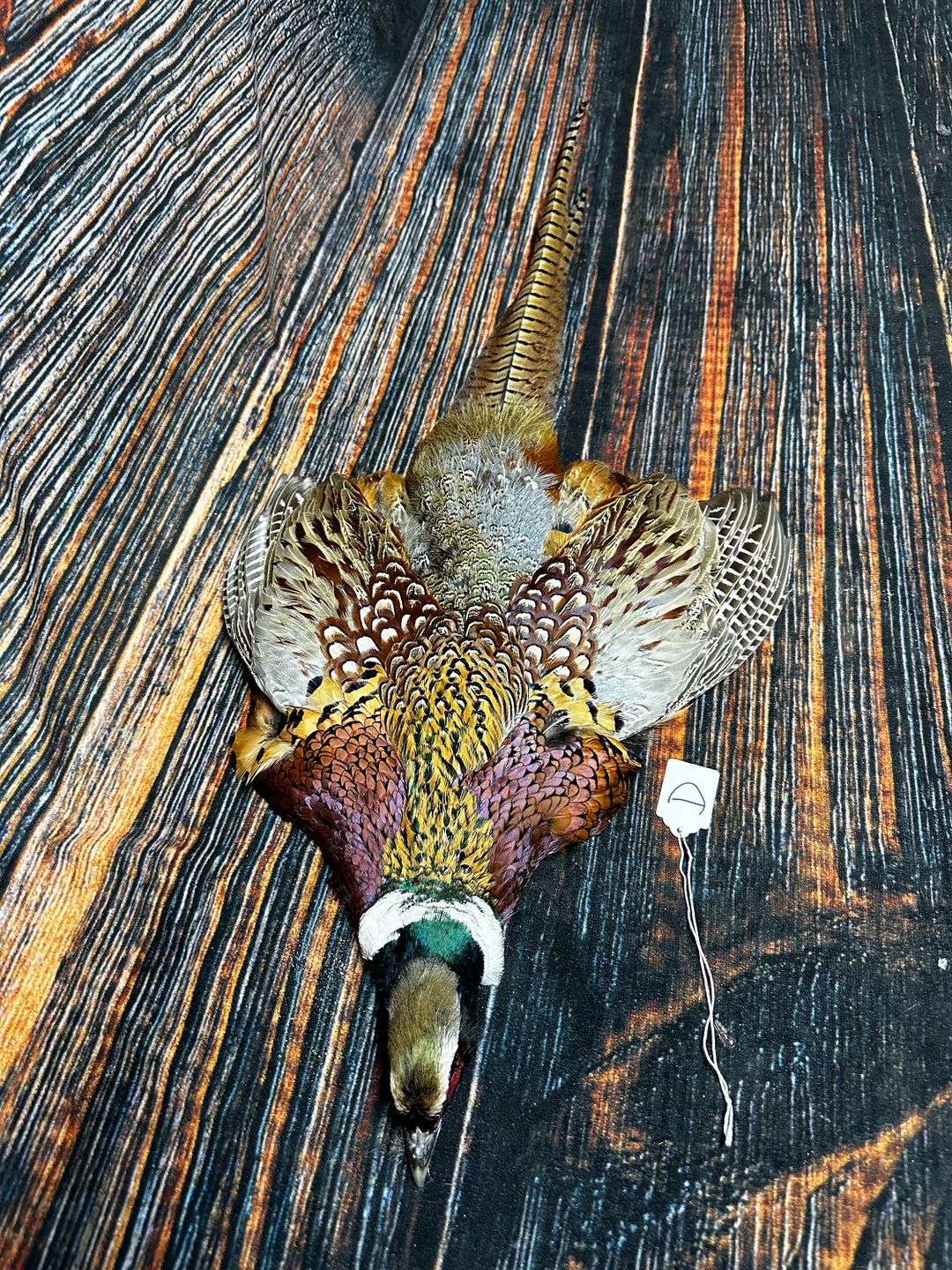 Real Ringneck Pheasant Skin Feather Millinery Bustle Western Decor Art ...