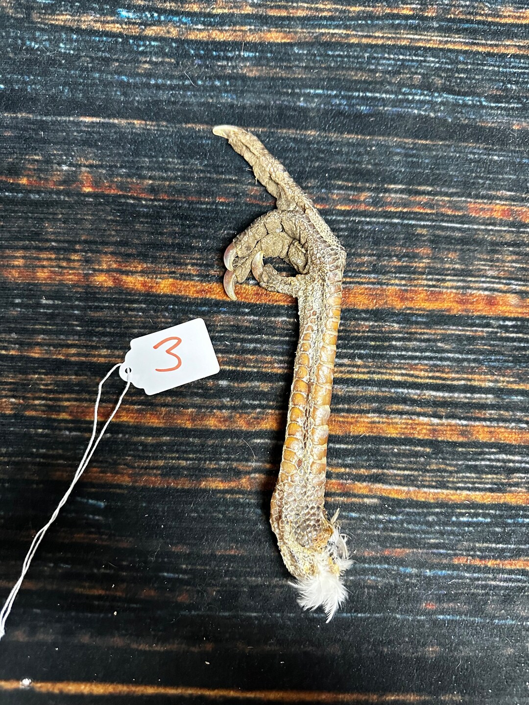 Real Wild Turkey Foot Taxidermy Mount Art Feet Voodoo Unique Christmas ...