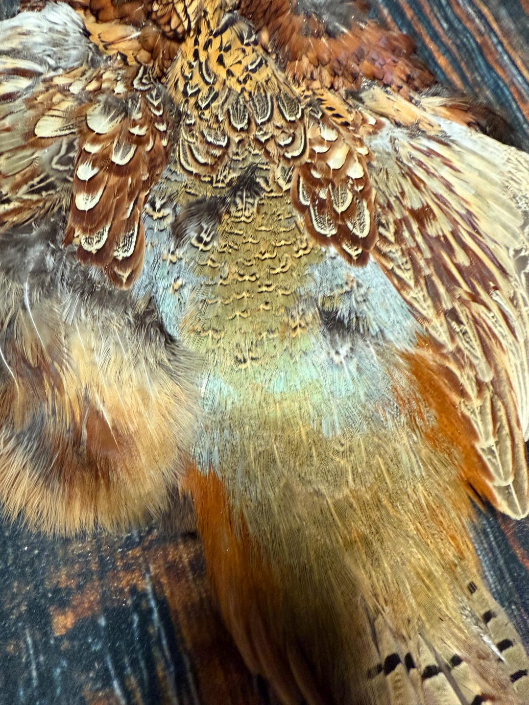 Real Ringneck Pheasant Skin Feather Millinery Bustle Western Decor Art ...