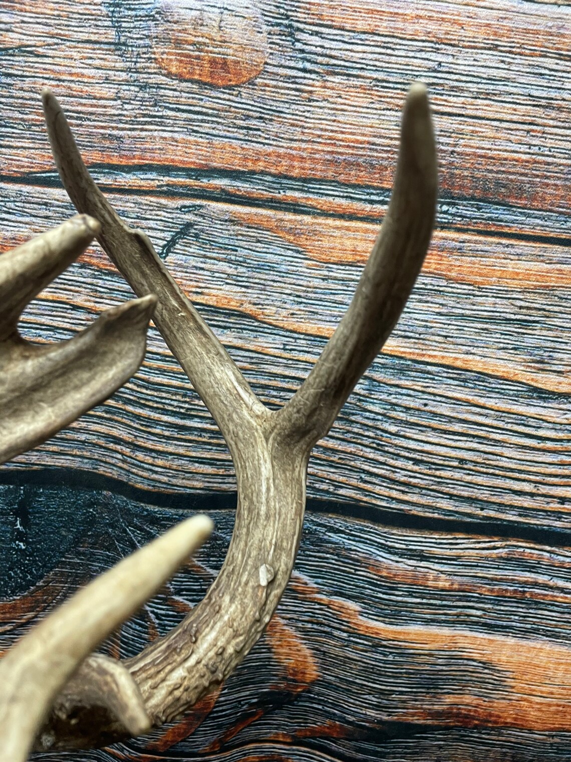 Trophy Giant 6 Point Whitetail Deer Skull Antler Mount Horn | Etsy
