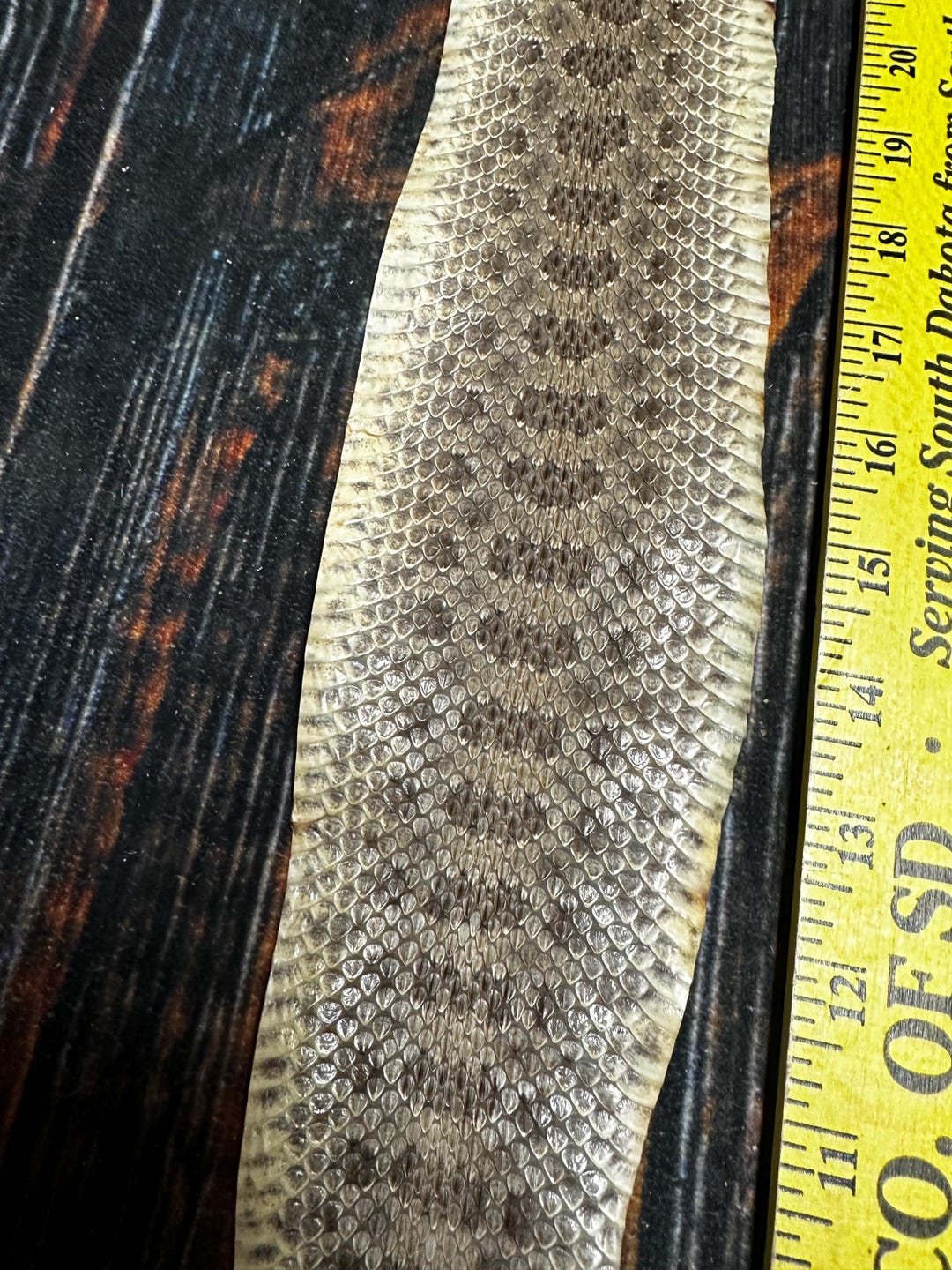 REAL Rattlesnake Skin Prairie Rattler Hide Soft Tanned Bow Wrap Blank ...