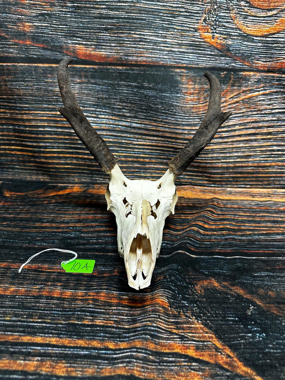 Trophy Pronghorn Antelope Skull Antler Mount Horn Head Unique Christmas ...