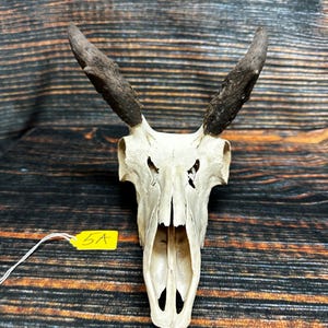 Trophy Pronghorn Antelope Skull Antler Mount Horn Head Unique Christmas ...