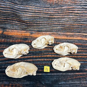 5 Real Raccoon Skulls Heads Bone Educational Model Garden Decor ...