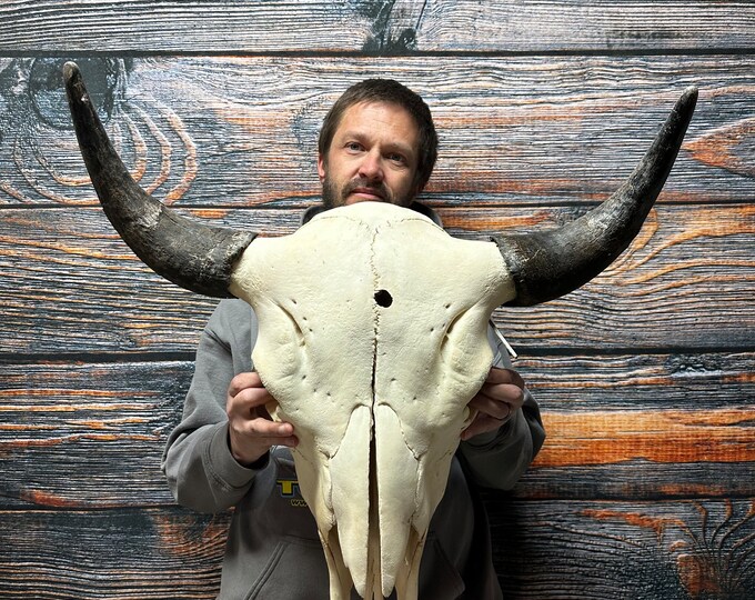 Real American Bison Buffalo Skull Western Yard Decor Art Craft Supplies ...