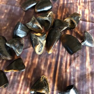 20 Real Deer Dew Claws Hooves Foot Native American Beads Art Craft ...