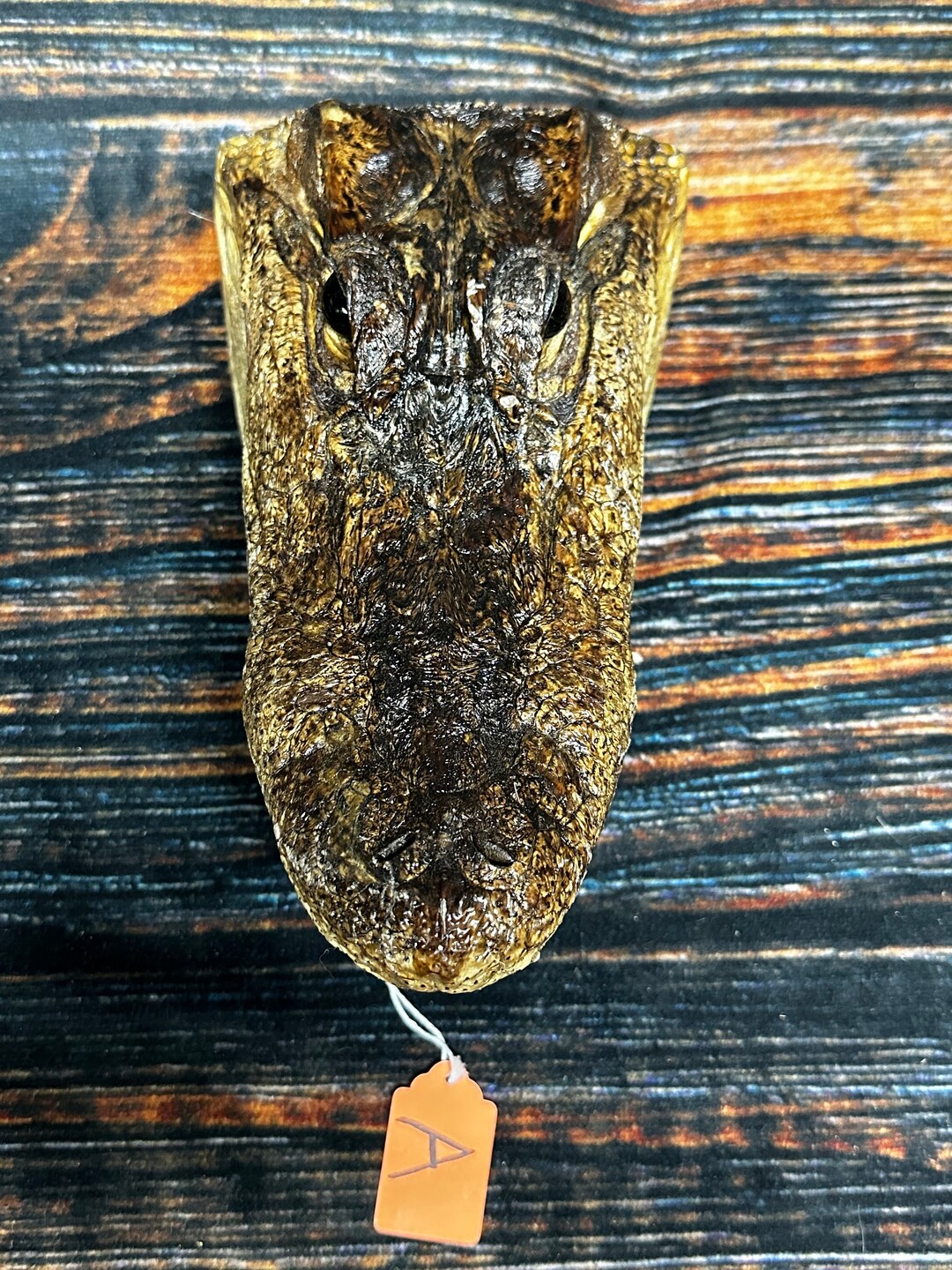 Real Alligator Head Taxidermy Mount Man Cave Western Cabin Decor Craft ...