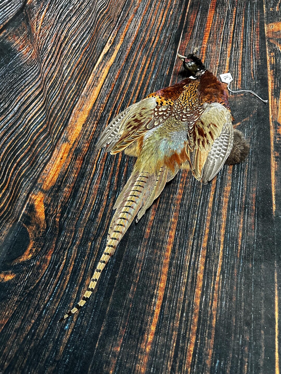 Real Ringneck Pheasant Skin Feather Millinery Bustle Western Decor Art ...