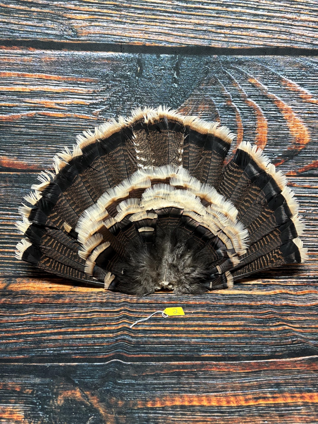 Real Wild Turkey Tail Merriam Feather Millinery Big Tom Decoy Bustle ...