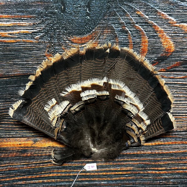Wild Turkey Feathers - Etsy