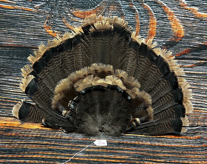 Real Wild Turkey Tail Merriam Feather Millinery Big Tom Decoy Bustle ...