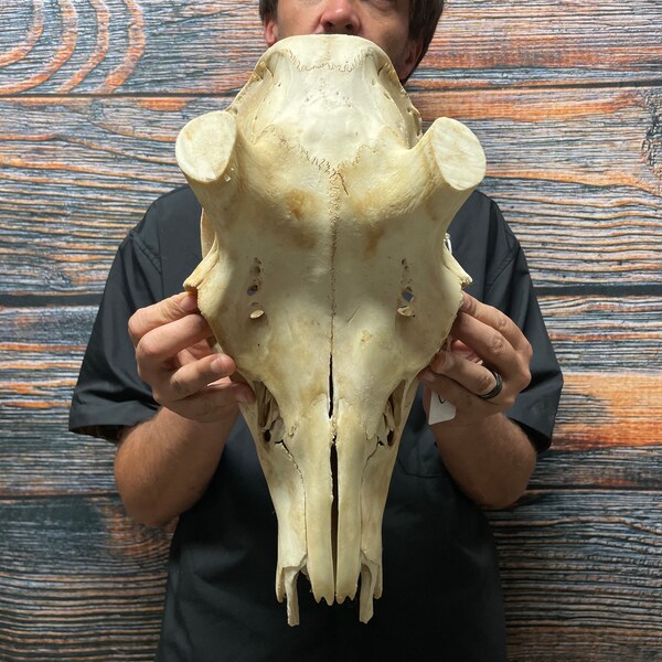 Elk Skull - Etsy