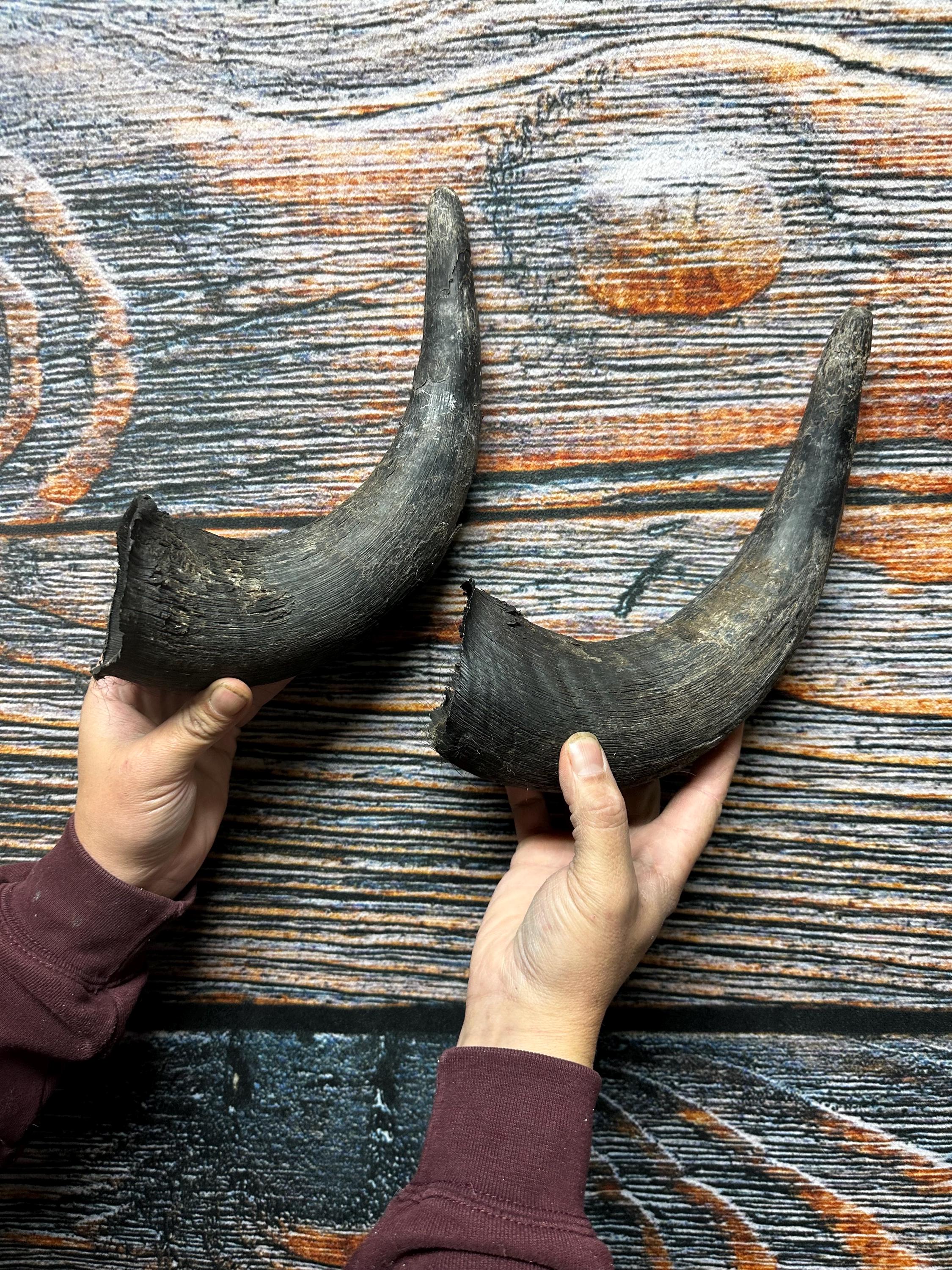 Real Male American Bison Buffalo Horns Western Yard Decor Art Craft ...