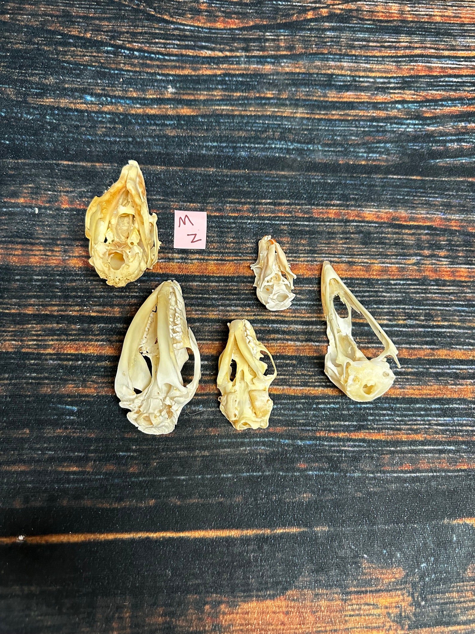 5 Real Animal Skulls Turkey Jackrabbit Opossum Educational Model Garden ...