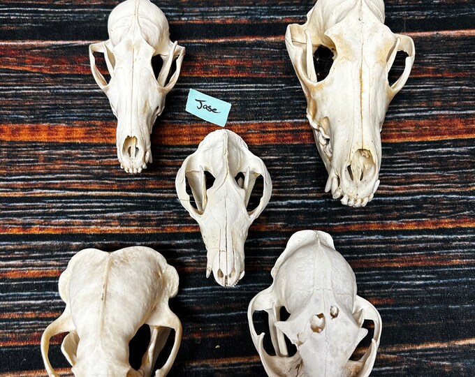 5 Lot Real Skulls Mount Unique Christmas Gift Man Cave Cabin Western ...