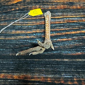 Real Wild Turkey Foot Taxidermy Mount Art Feet Voodoo Unique Christmas ...