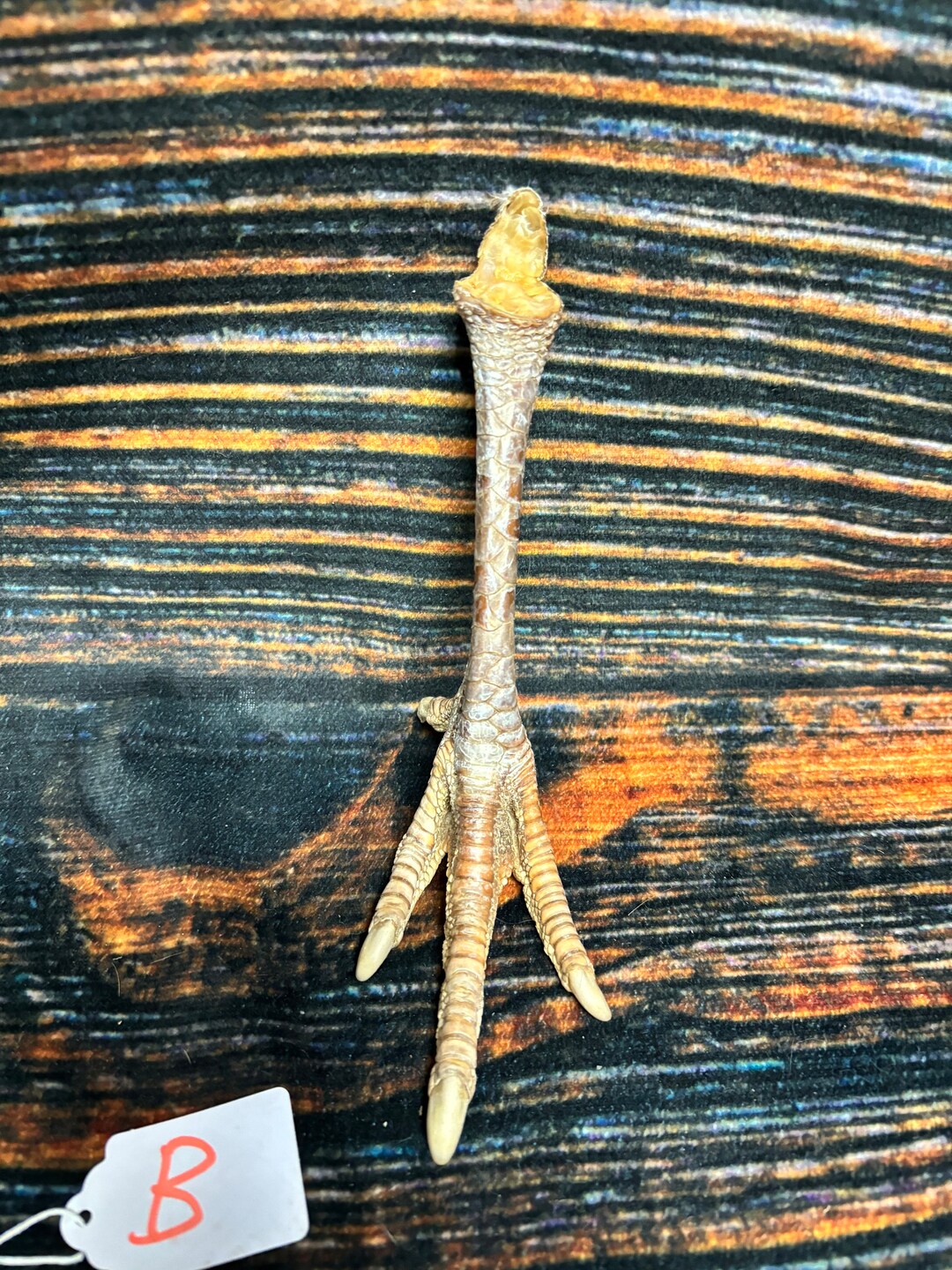 Real Wild Turkey Foot Taxidermy Mount Art Feet Voodoo Unique Christmas ...