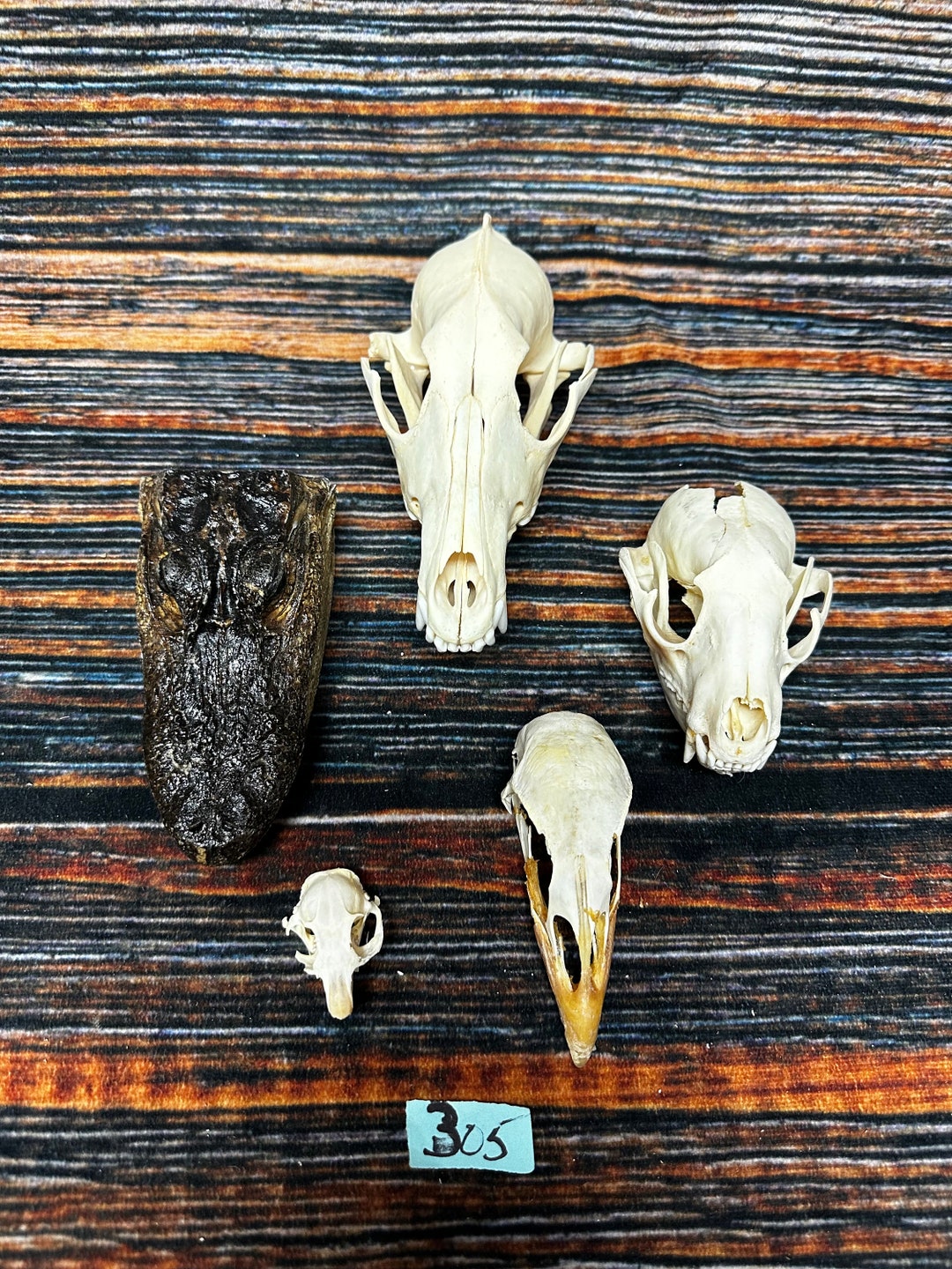 5 Lot Real Skulls Mount Unique Christmas Gift Man Cave Cabin Western ...