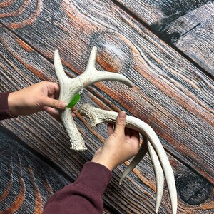 Wild 8 Point Whitetail Deer Cut off Antler Rattling Horn Unique ...