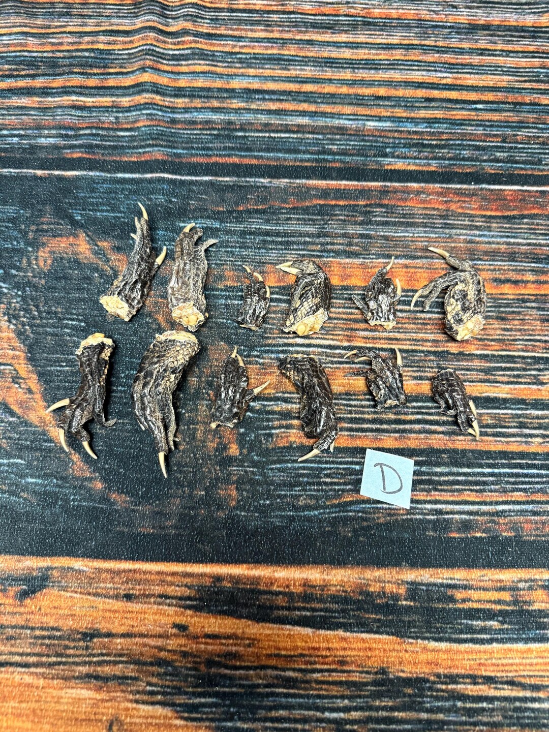 12 Alligator Feet Art Animal Mount Repair Witchcraft Voodoo Art Supply ...
