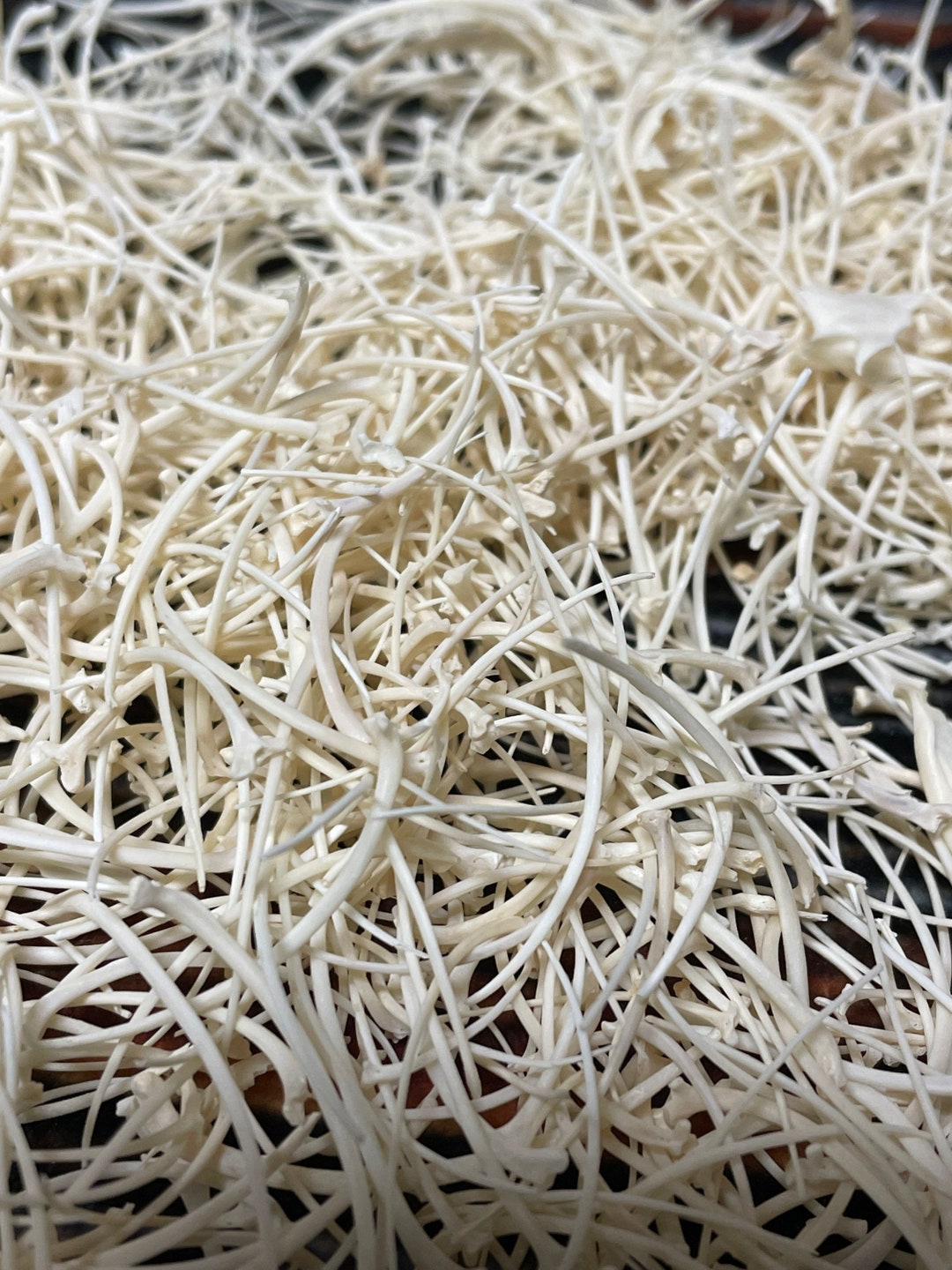 Real Rattlesnake Bones Ribs, Jaws & Skull Tops Gothic Voodoo Witchcraft ...