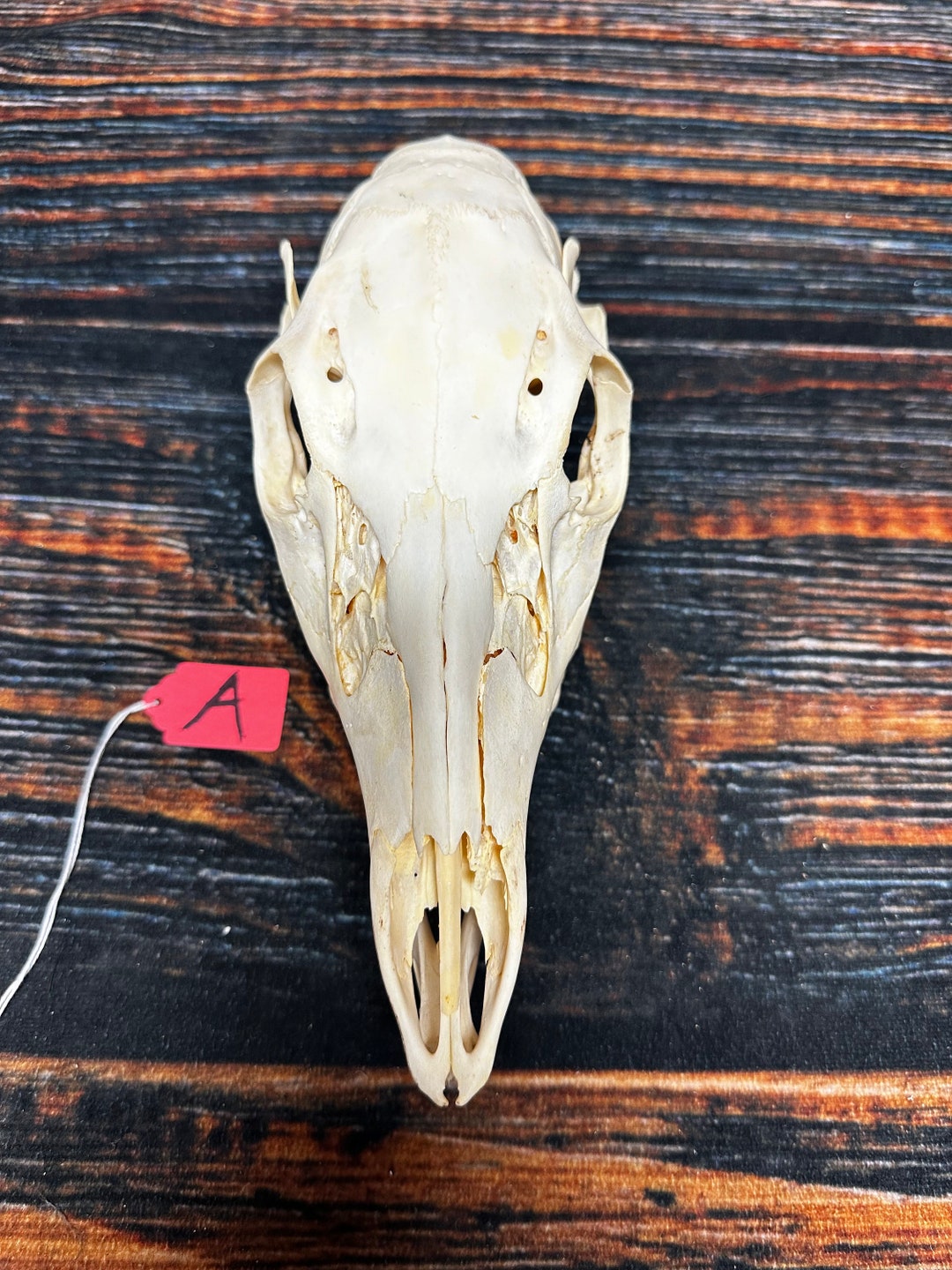 Real Female Doe Skull Deer Animal Mount Unique Christmas Gift Art ...