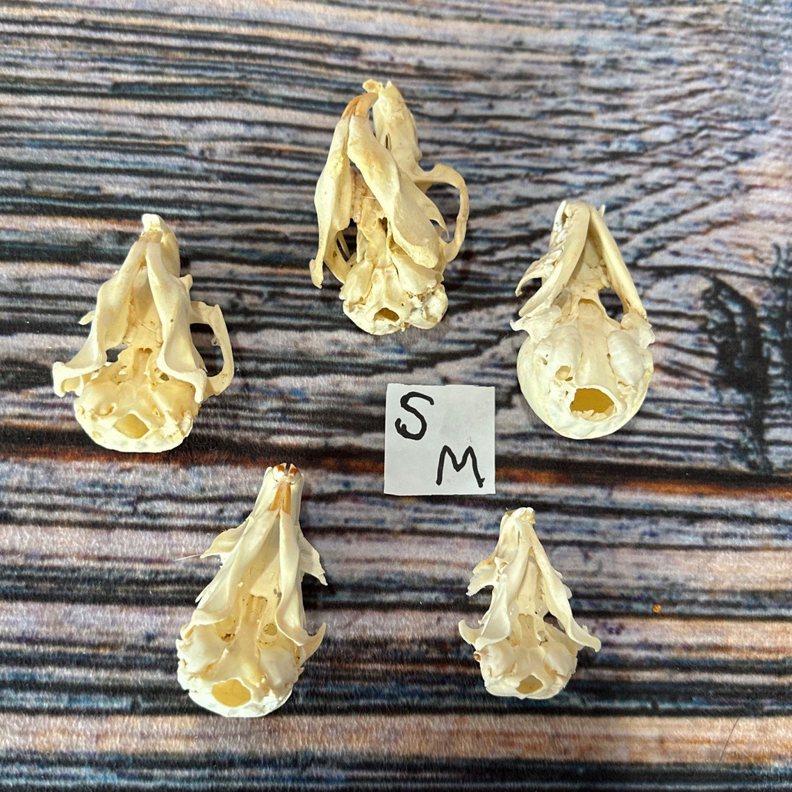 5 Real Animal Skulls Gopher Muskrat Squirrel Educational Model - Etsy