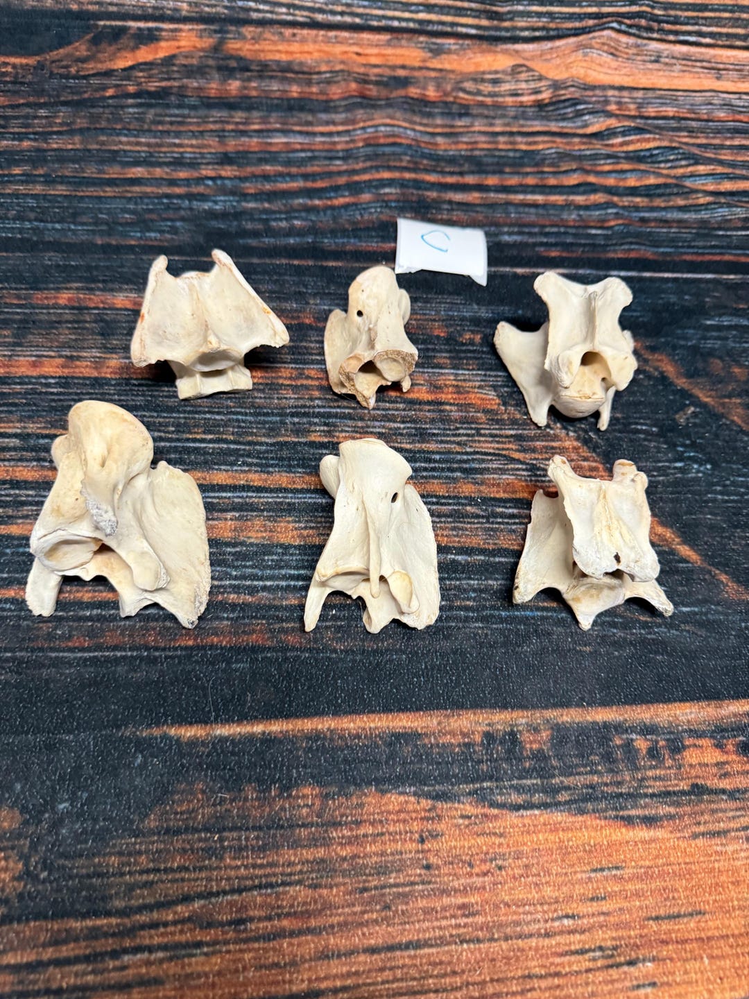 6 Real Animal Vertebrae Bone Gothic Voodoo Witchcraft Craft Art Beads ...