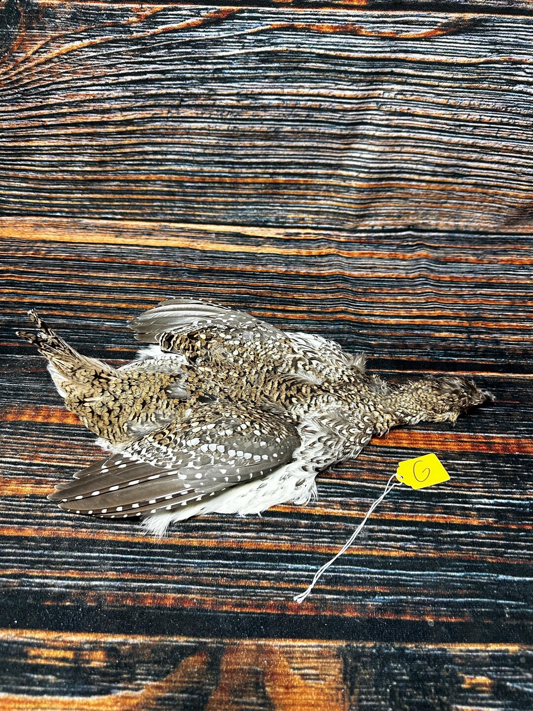 Real South Dakota Grouse Skin Feather Millinery Bustle Western Hat ...