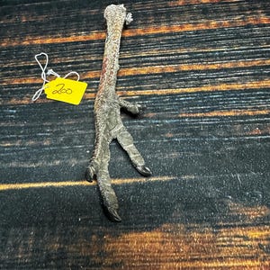 Real Wild Turkey Foot Taxidermy Mount Art Feet Voodoo Unique Christmas ...