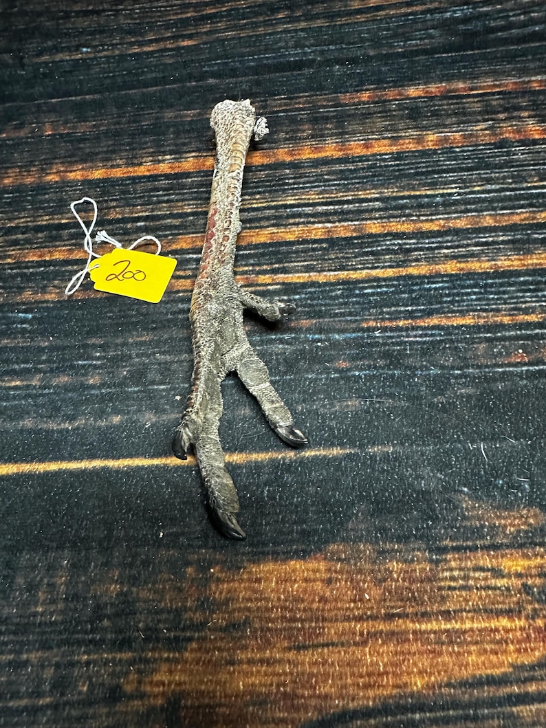 Real Wild Turkey Foot Taxidermy Mount Art Feet Voodoo Unique Christmas ...