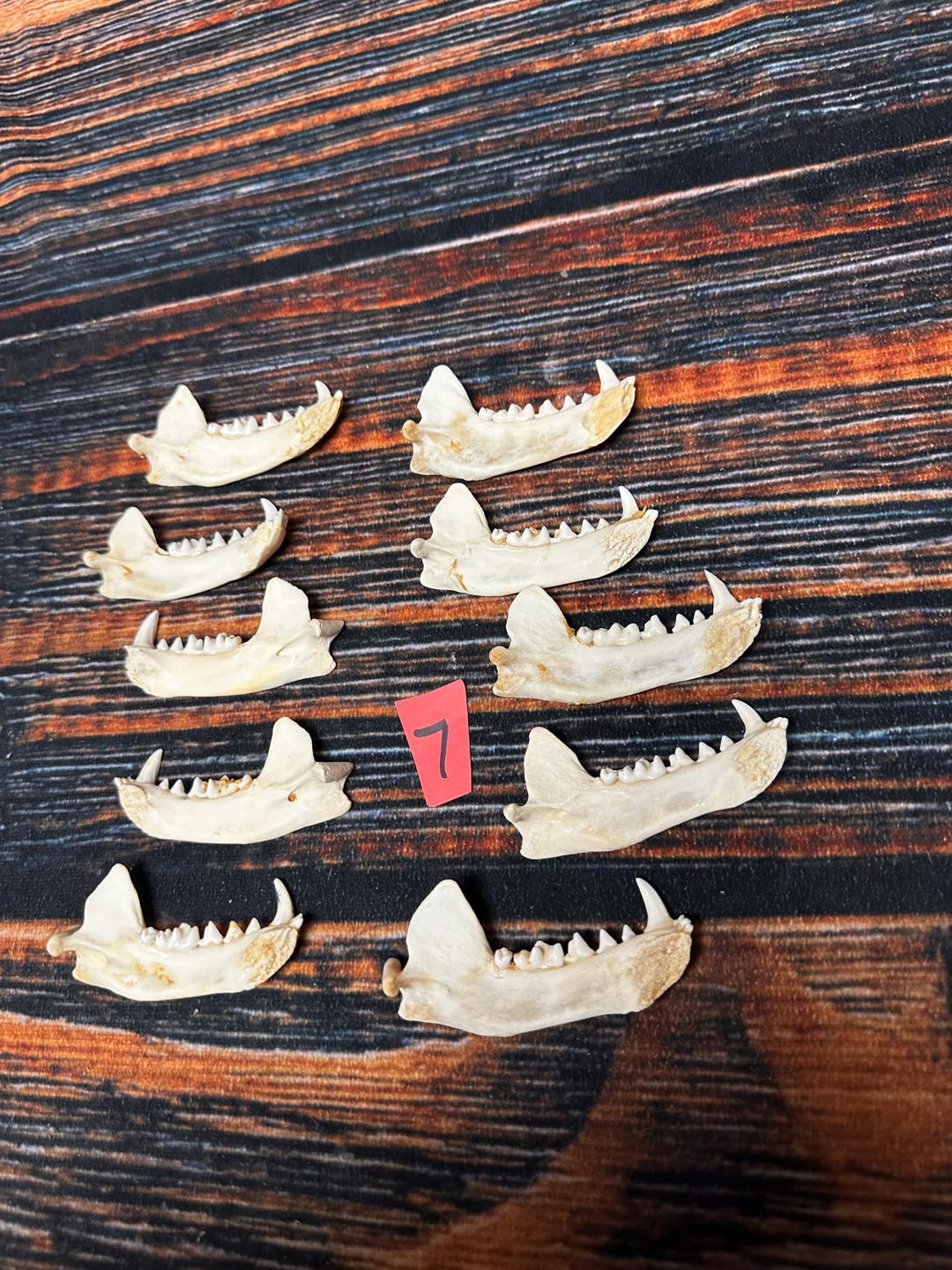 10 Real Badger Jaws KNIFE Handle Craft Art Supply Mountain Man She Shed ...