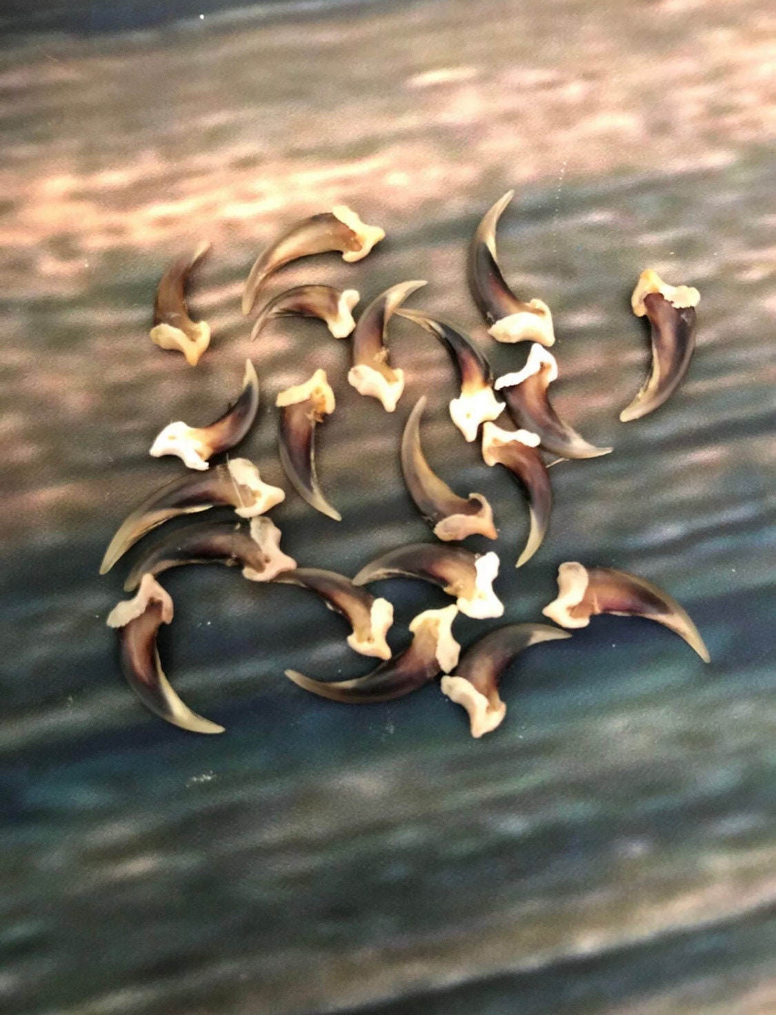 20 Real Red Fox Claws Mountain Man Western Art Craft Supply | Etsy