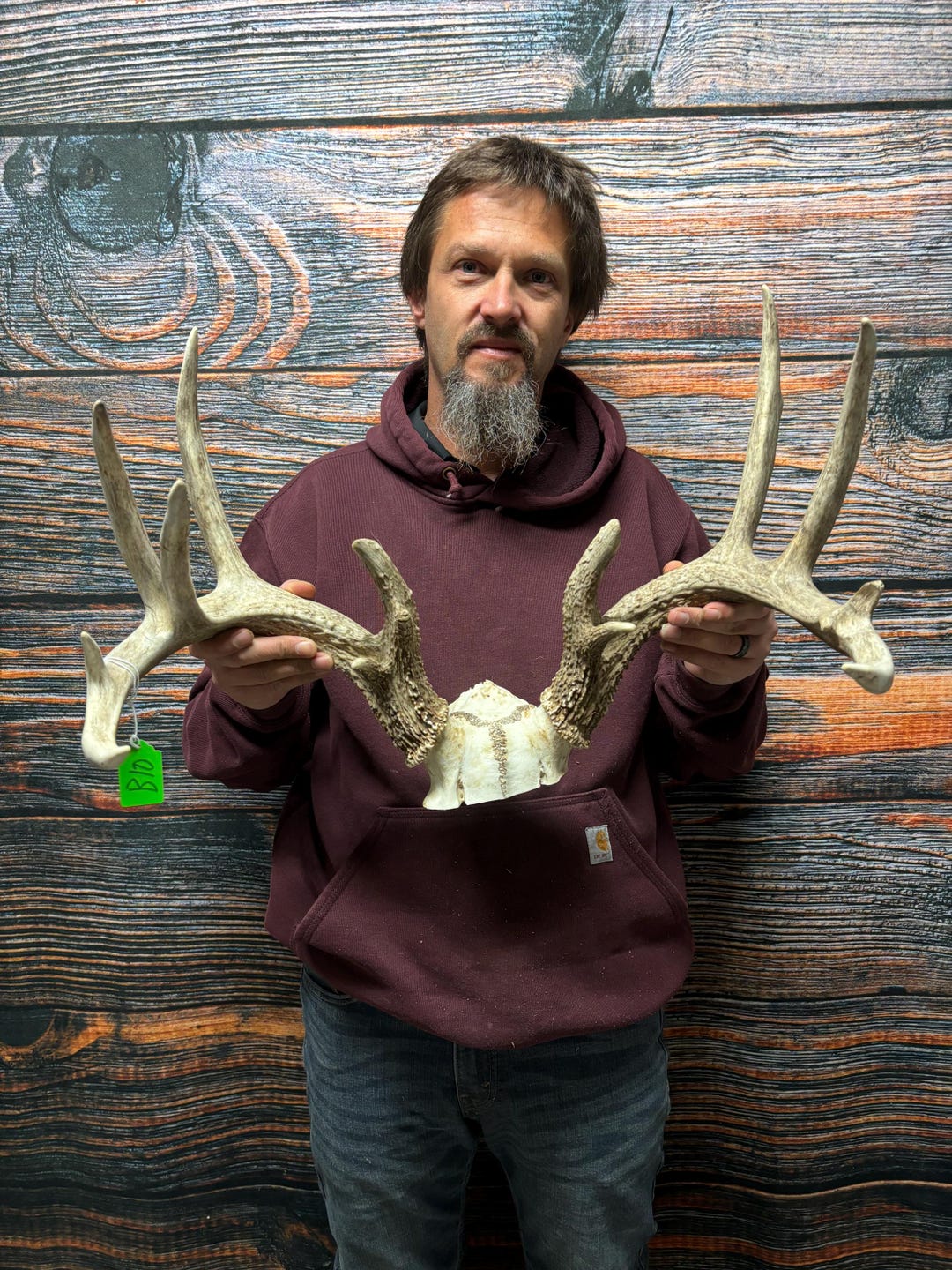 Trophy Wild 14 Point Whitetail Deer Rack Antler Mount Horn Head Unique ...
