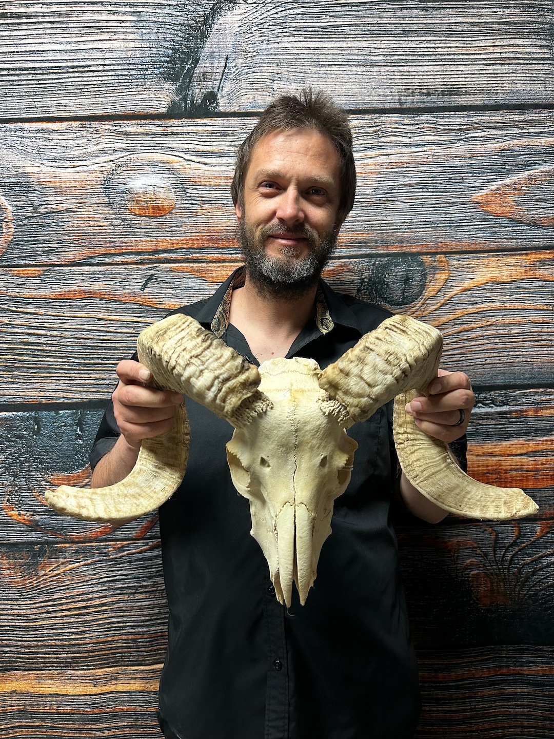 Real Ram Skull Head Sheep With Big Horns Western Decoration Man Cave ...