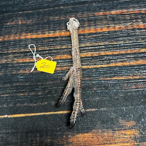 Real Wild Turkey Foot Taxidermy Mount Art Feet Voodoo Unique Christmas ...
