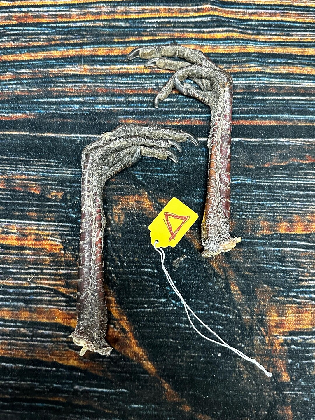 Real Wild Turkey Feet Pair Taxidermy Repair Animal Mount Witchcraft ...