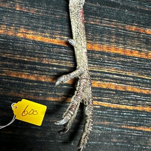 Real Wild Turkey Foot Taxidermy Mount Art Feet Voodoo Unique Christmas ...