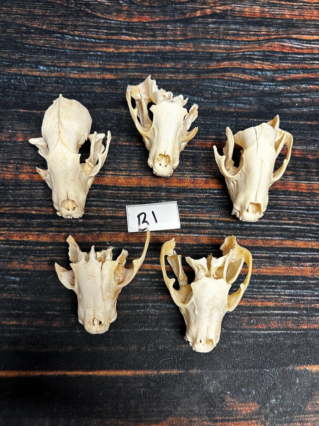 5 Real Raccoon Skulls Heads Bone Educational Model Garden Decor ...